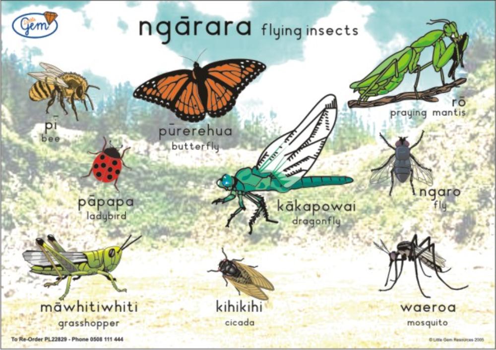 Flying Insects Poster Maori - Play‘n’Learn New Zealand