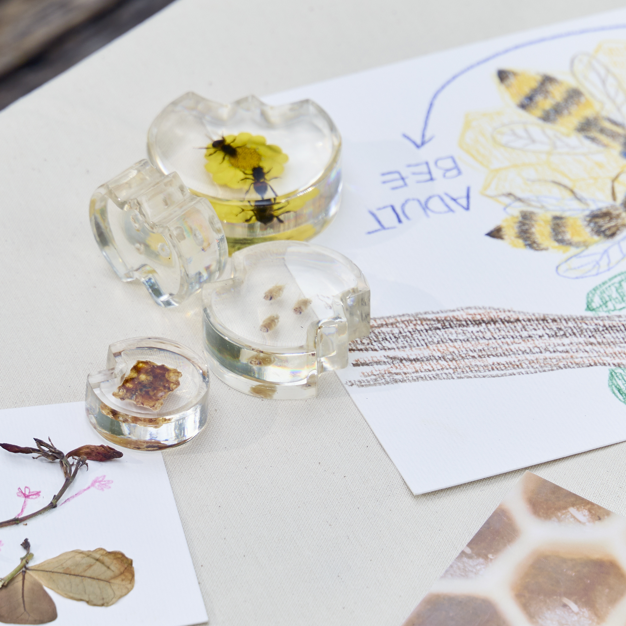 See-Thru Life Cycle Bee Puzzle - Play‘n’Learn New Zealand